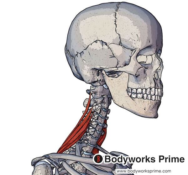Levator Scapulae Muscle Flashcards - Bodyworks Prime Levator Scapulae Muscle Flashcards - Bodyworks Prime