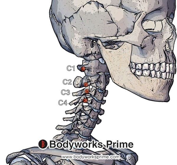 Levator Scapulae Muscle Flashcards - Bodyworks Prime Levator Scapulae Muscle Flashcards - Bodyworks Prime