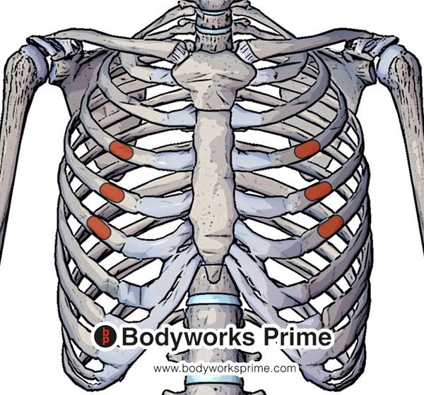 Pectoralis Minor Muscle Flashcards Bodyworks Prime