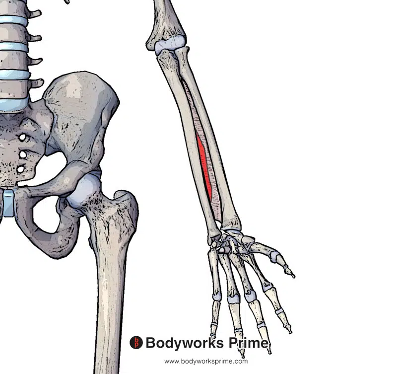 Flexor Digitorum Profundus Muscle Anatomy Bodyworks Prime