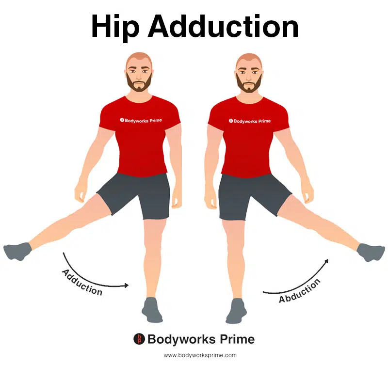 Hip Actions Flashcards Bodyworks Prime