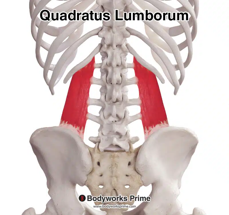 Quadratus Lumborum Muscle Anatomy Bodyworks Prime